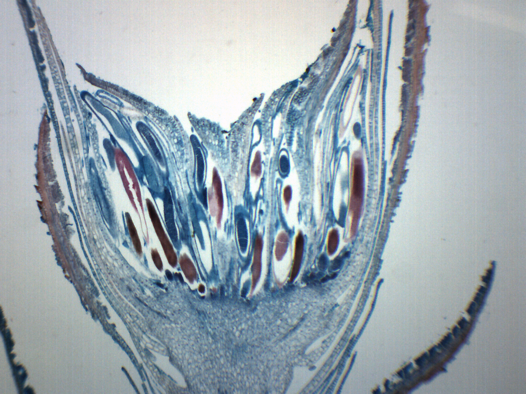 Thin Section Slide Eisco Pine Xylem & Tracheids Microscope Slides - 10 ...