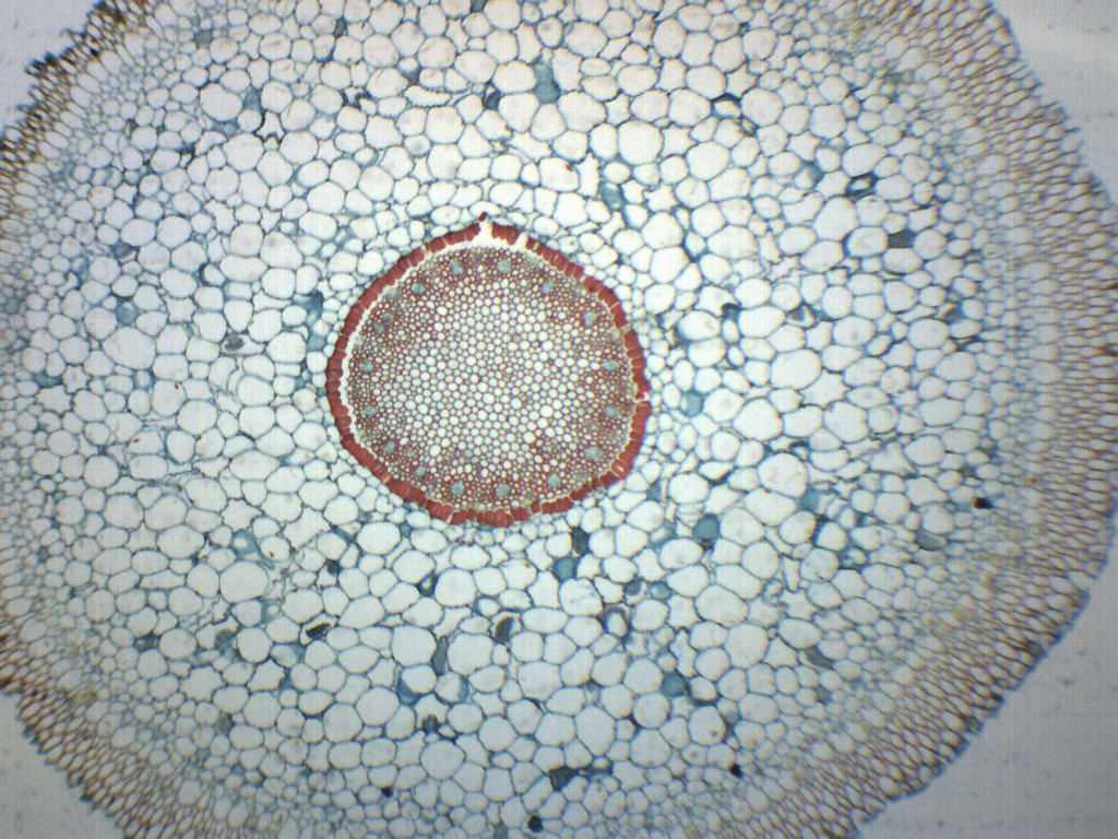 25PK Orchid Aerial Root, Prepared Microscope Slides, 75x25mm - Eisco ...