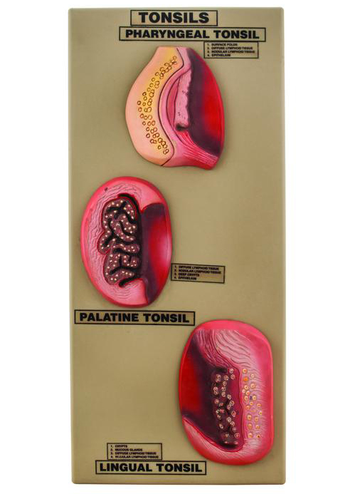 Premium Model of Tonsils - Pharyngeal, Palatine, Lingual Tonsils ...